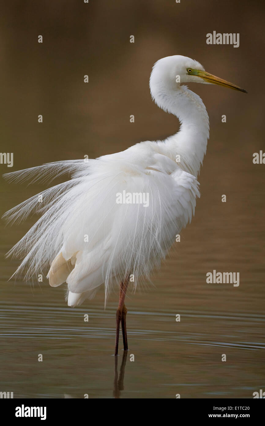 Great White Egret displaying Stock Photo - Alamy