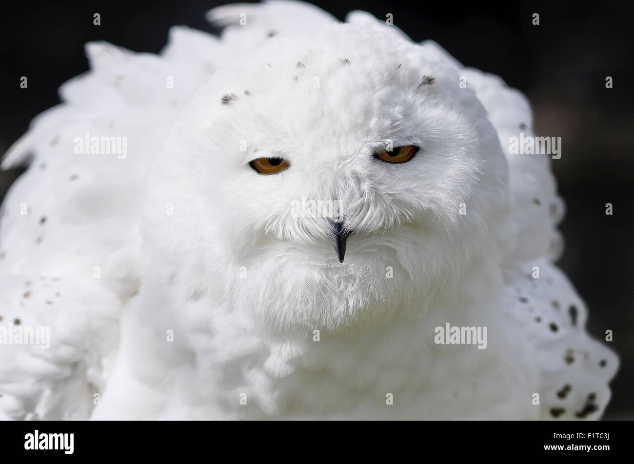 Snowy owl shakes up his feathers (bird photographed in captivity Stock ...