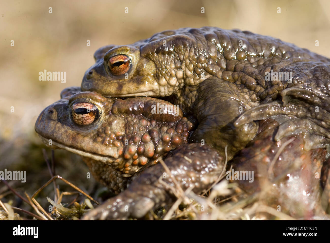Common toad, mating Stock Photo - Alamy