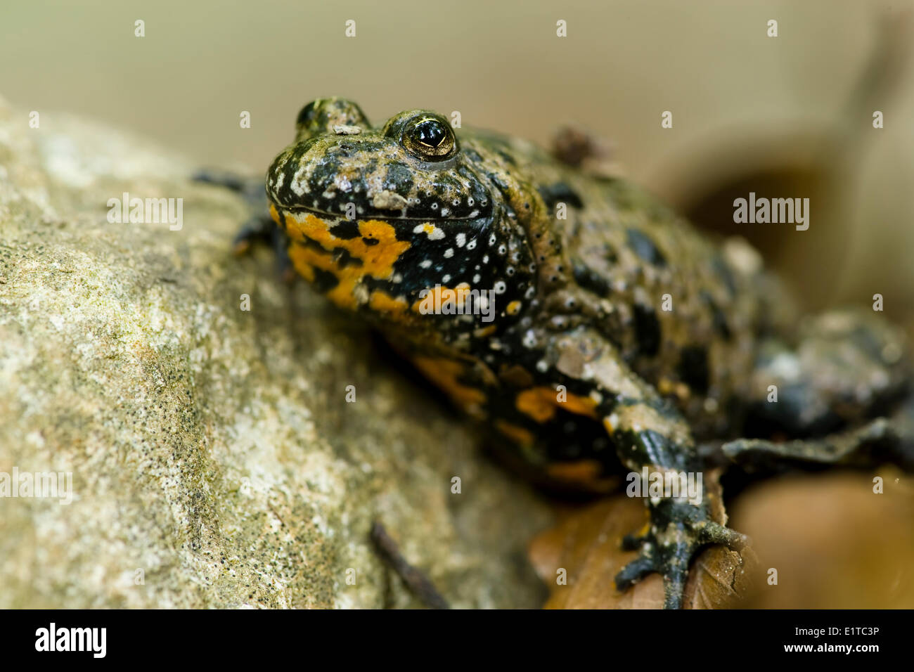 european fire-bellied toad Stock Photo - Alamy