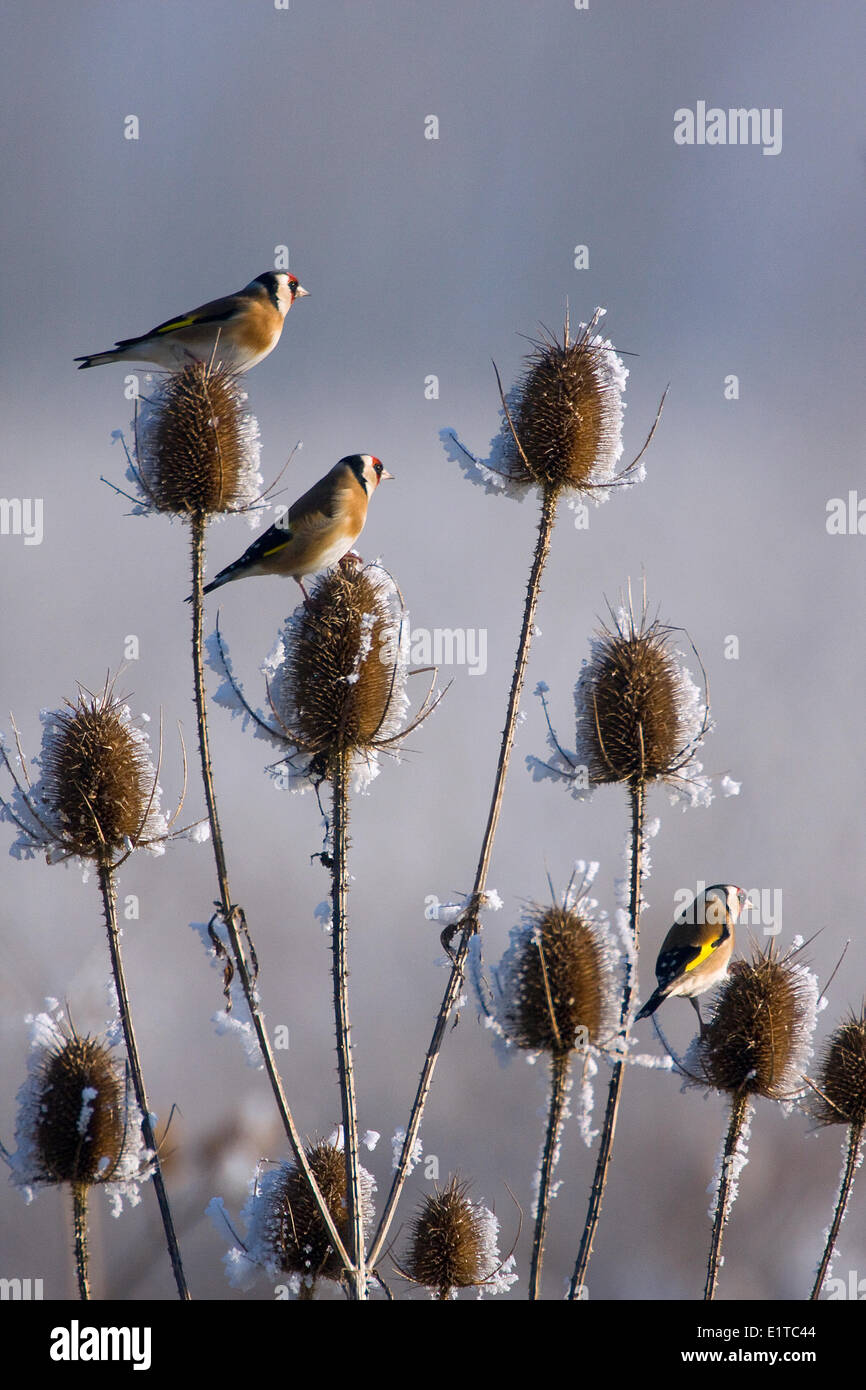 Goldfinches eating thistle seeds hi-res stock photography and images ...
