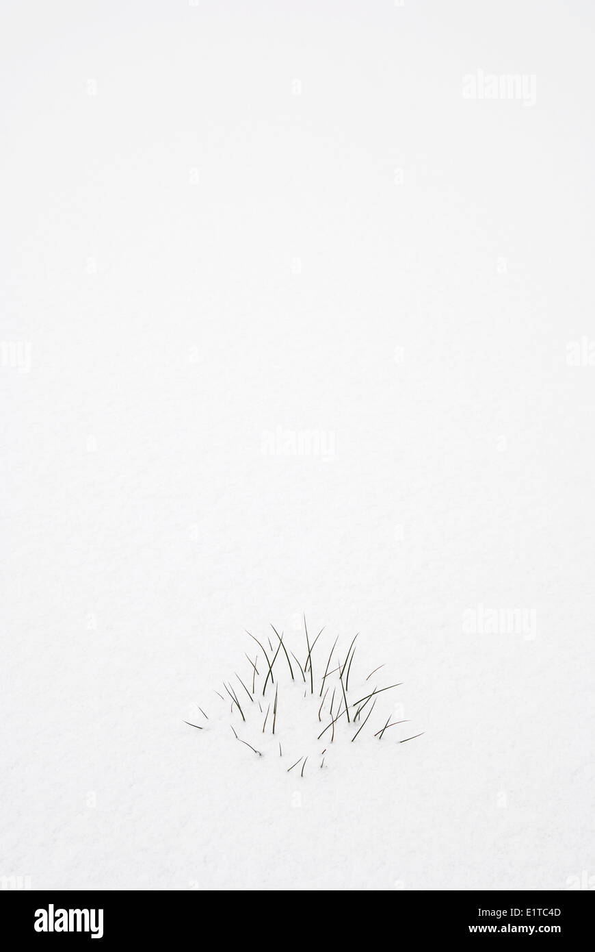 High-key picture of grass blades in white snow Stock Photo - Alamy