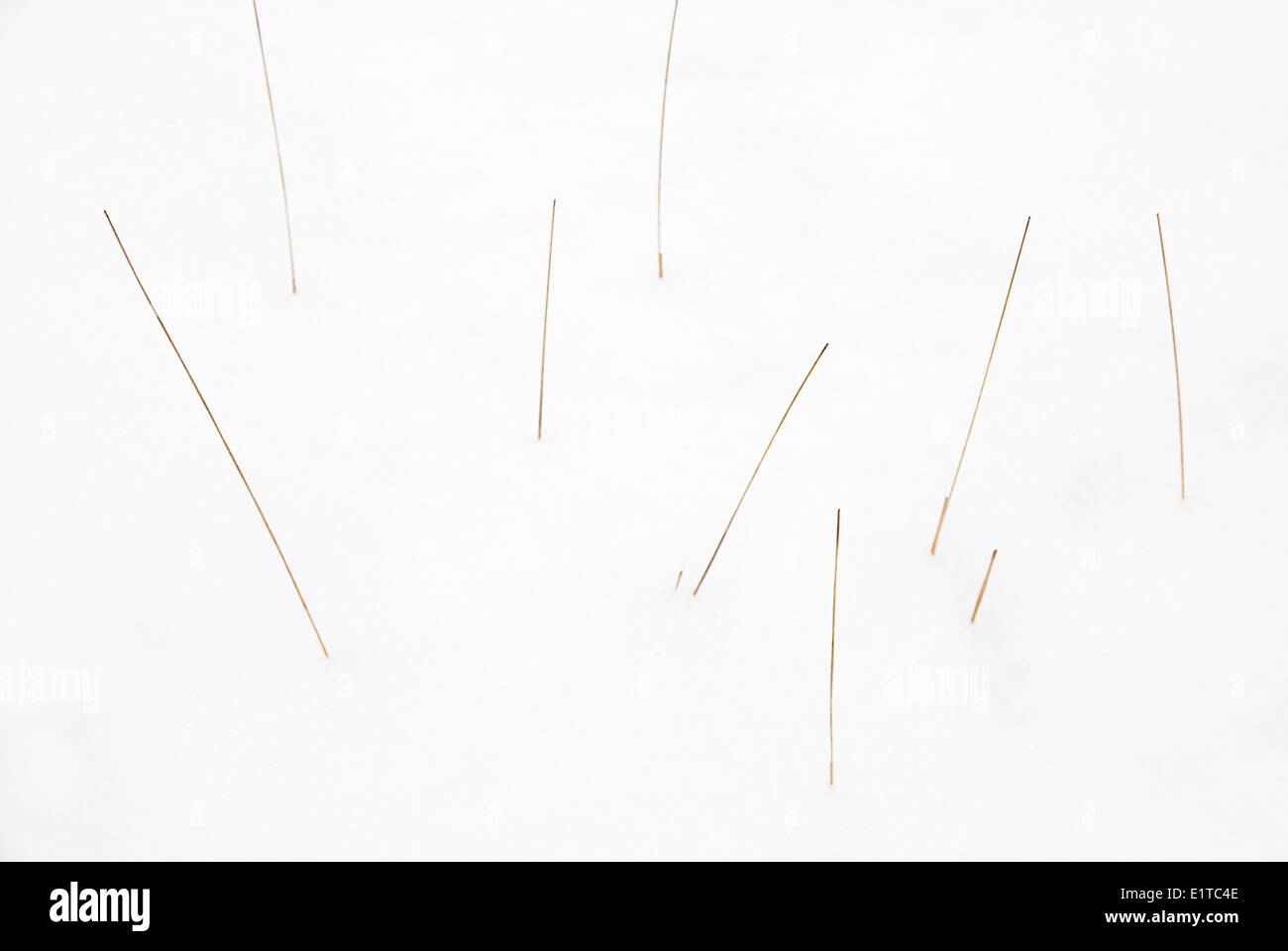 High-key picture of grass blades in white snow Stock Photo - Alamy