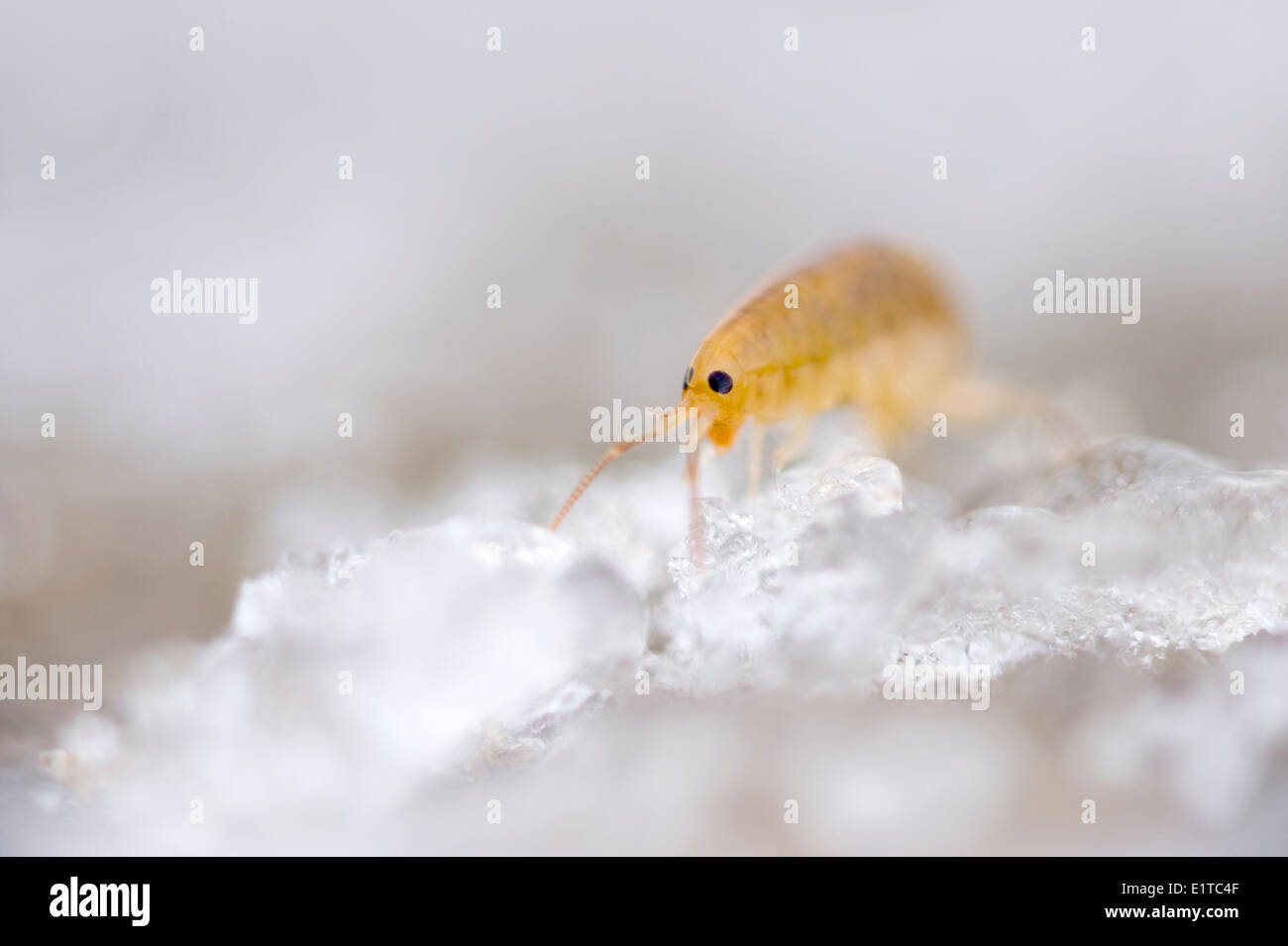 Sand hopper hi-res stock photography and images - Alamy