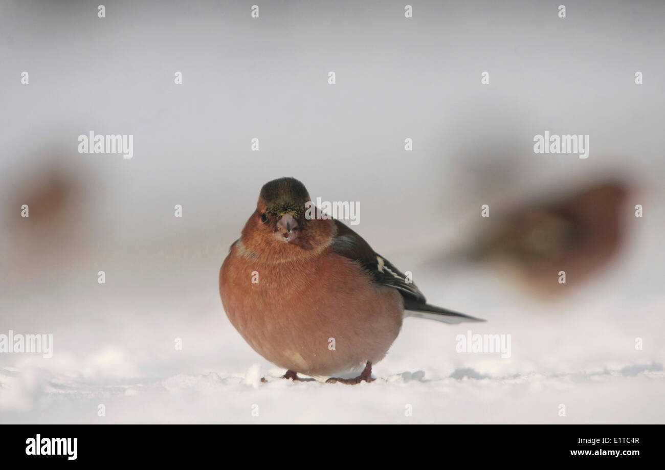 Chaffinch foraging at a forest lane, snow Stock Photo - Alamy