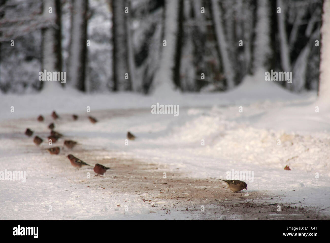 Chaffinches foraging at a forest lane, snow Stock Photo - Alamy