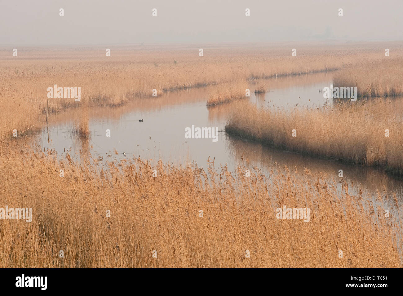 reed at waterfront Stock Photo - Alamy