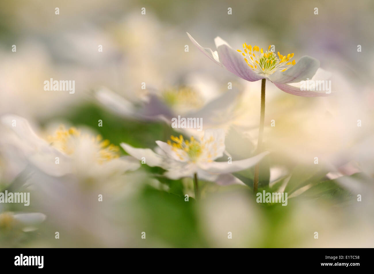 White flower of wood anemone surrounded by other fuzzy white flowers ...