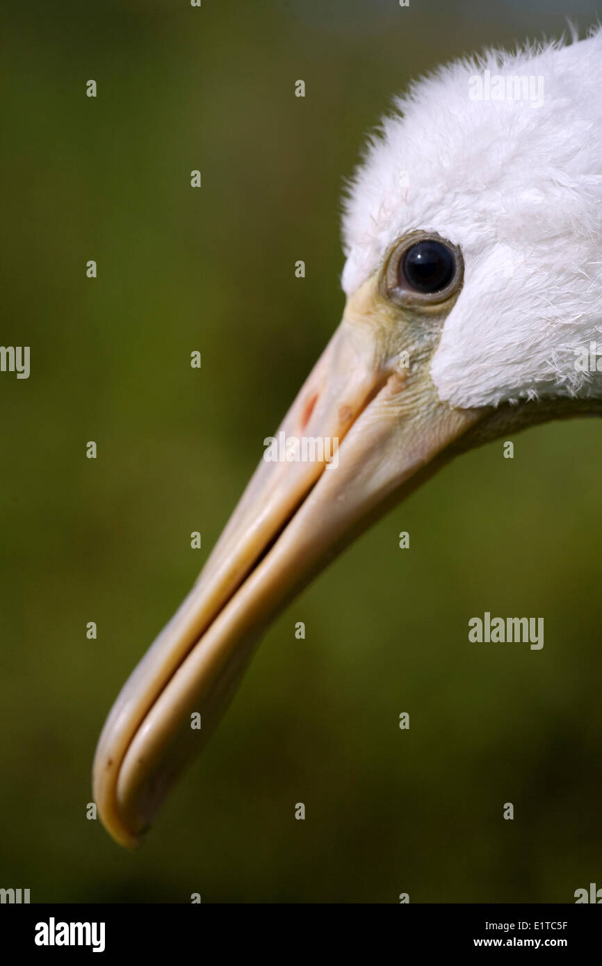 Head of young spoonbill Stock Photo - Alamy