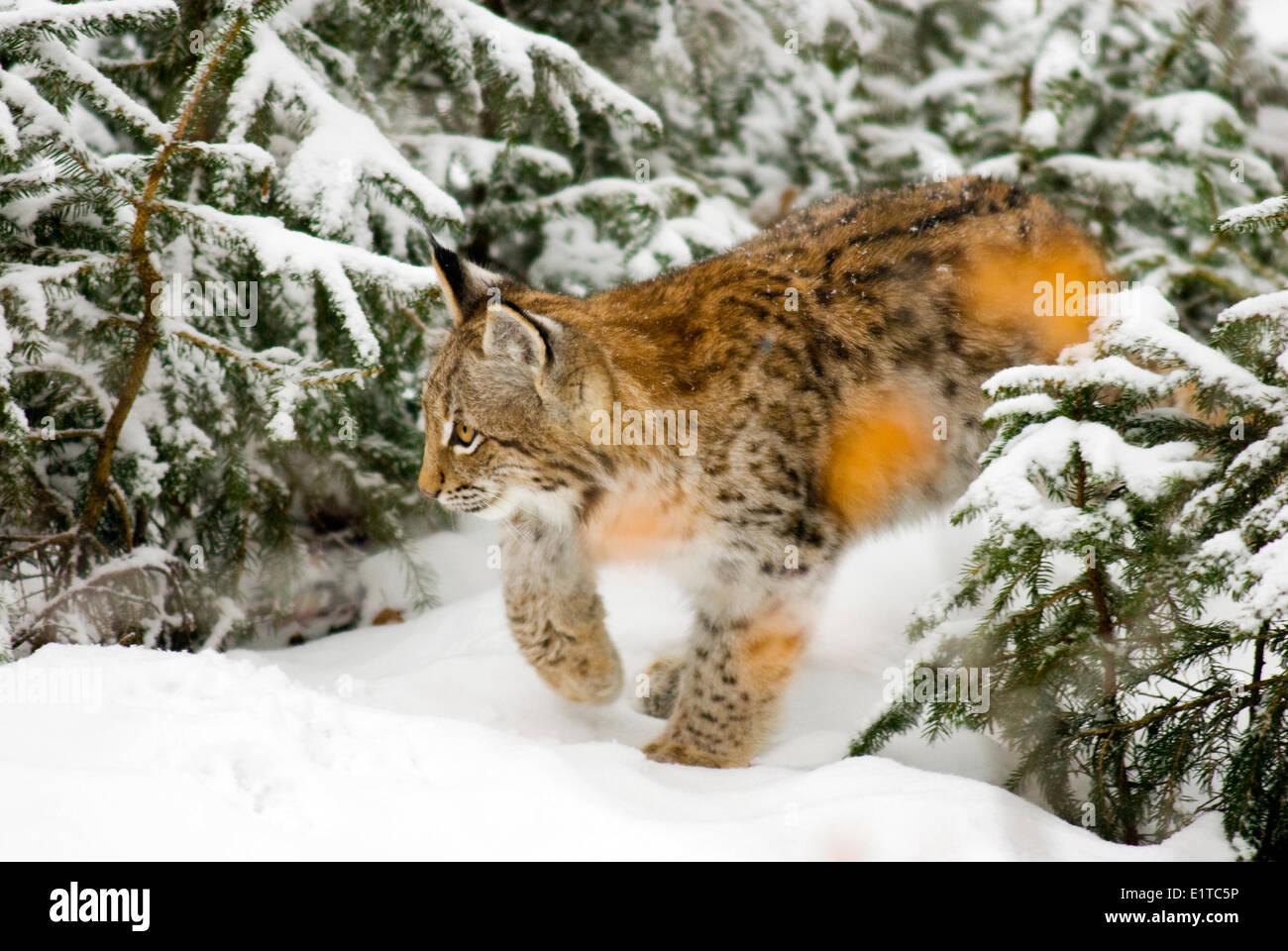 young european lynx stalking Stock Photo - Alamy