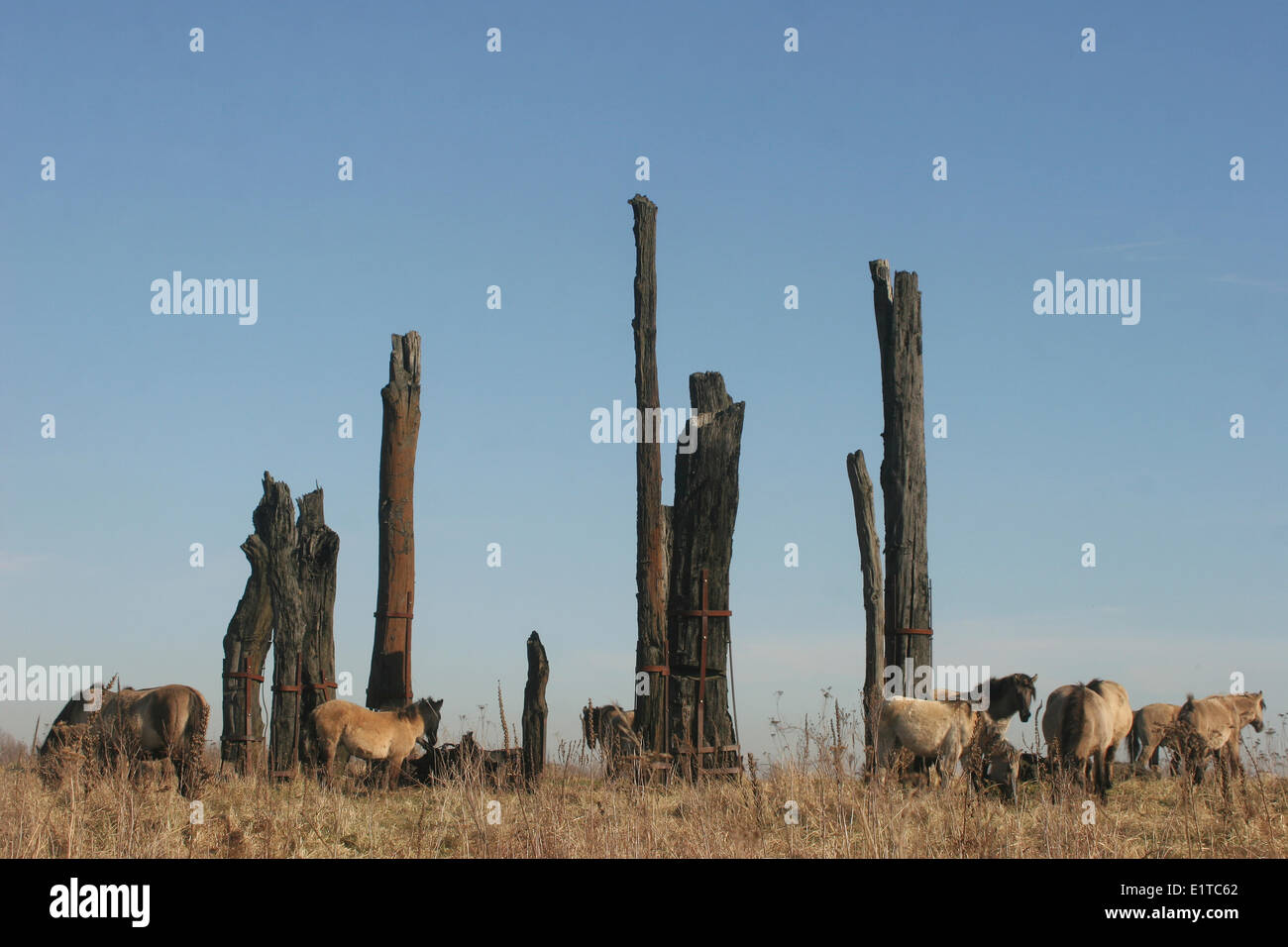 Monument of reclaimed oak logs of more than 8000 years old Stock Photo ...