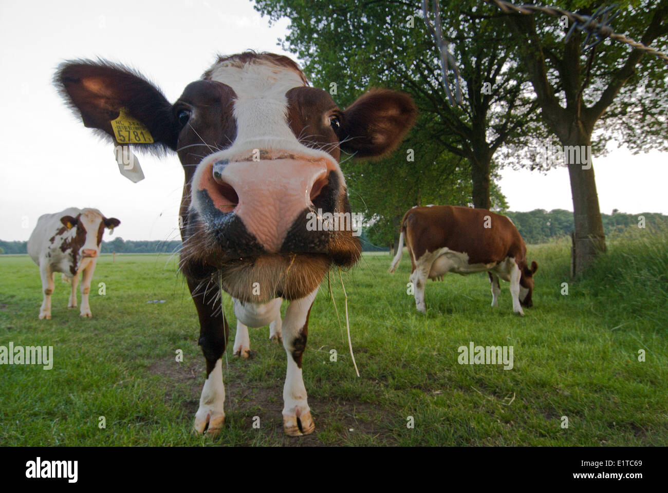 Cow up close hi-res stock photography and images - Alamy