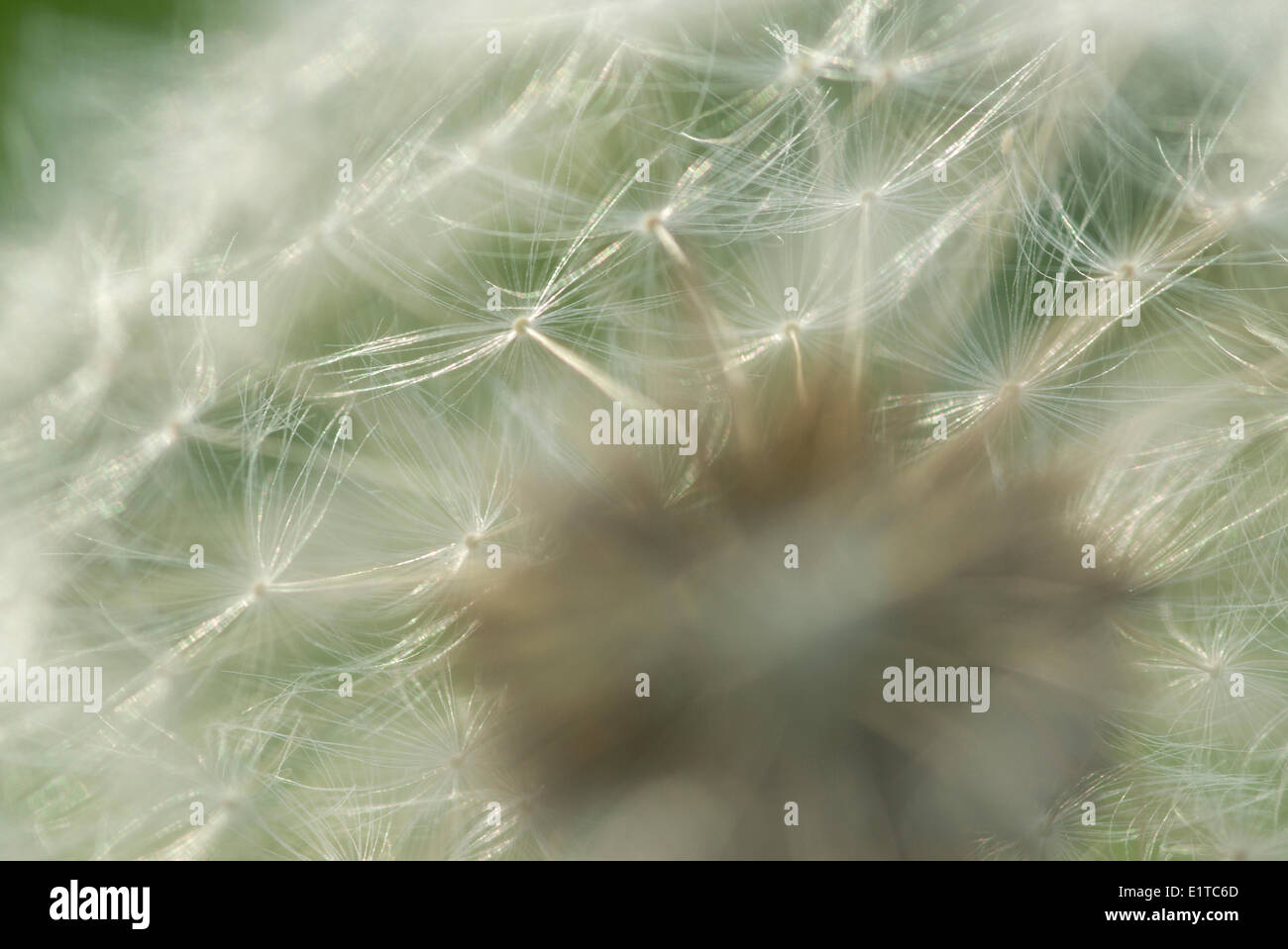 detail of the seeds of a dandelion Stock Photo - Alamy