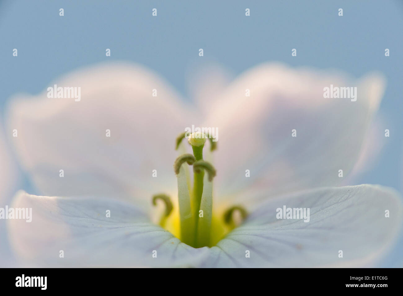 detail of cuckoo flower Stock Photo - Alamy