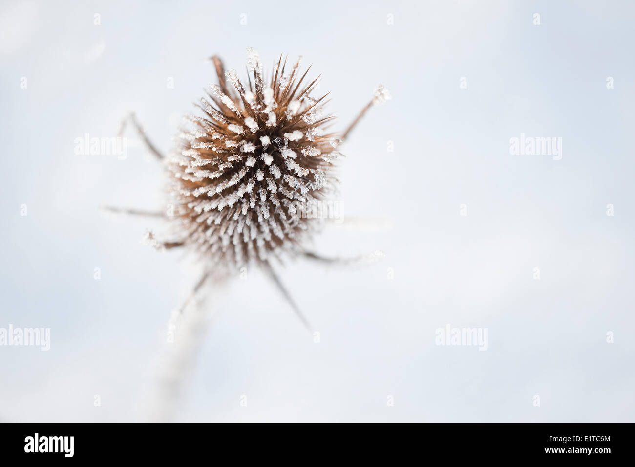 wild teasel with frost and snow Stock Photo - Alamy
