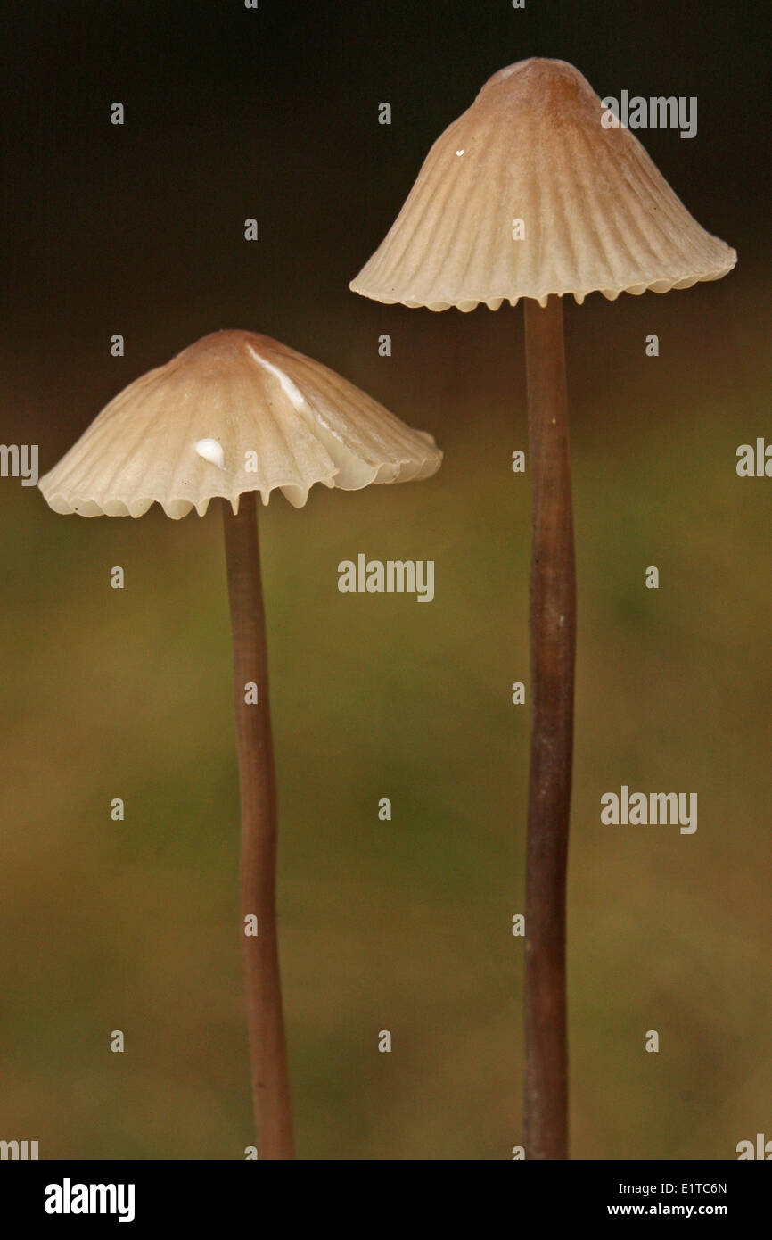 side view of two specimens Stock Photo - Alamy