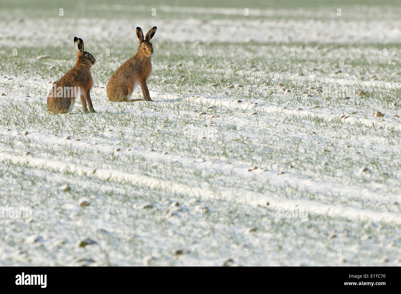 Two hares hi-res stock photography and images - Alamy