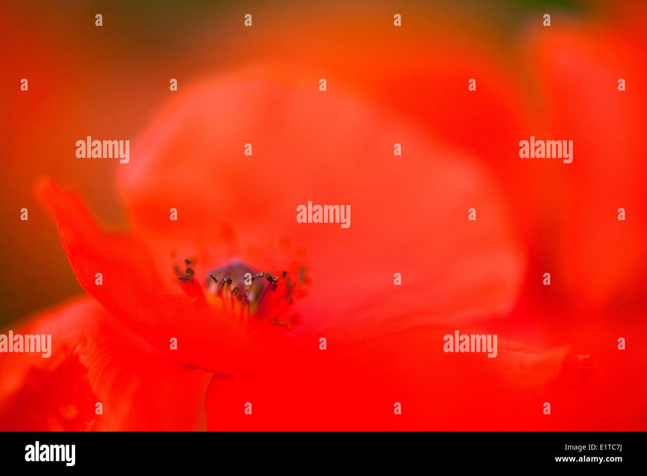 Poppy leaves hi-res stock photography and images - Alamy