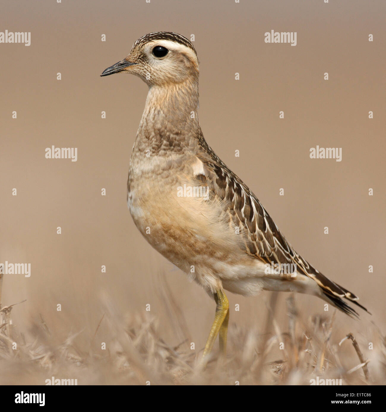 Dotterel agricultural hi-res stock photography and images - Alamy