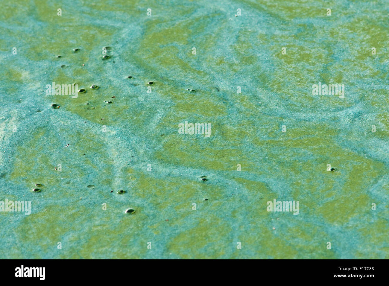 Algae structure hi-res stock photography and images - Alamy