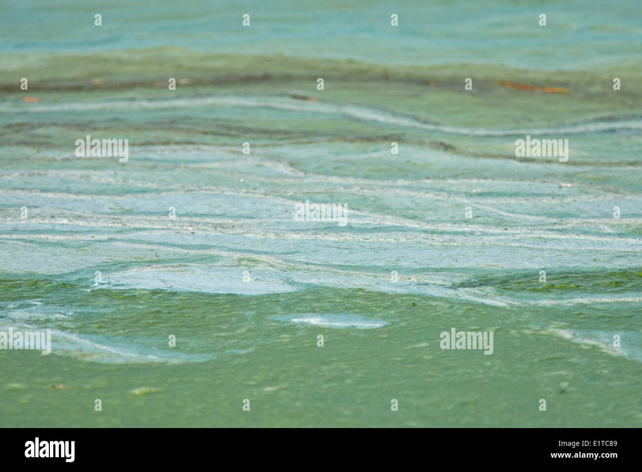 Blue green algae hi-res stock photography and images - Alamy