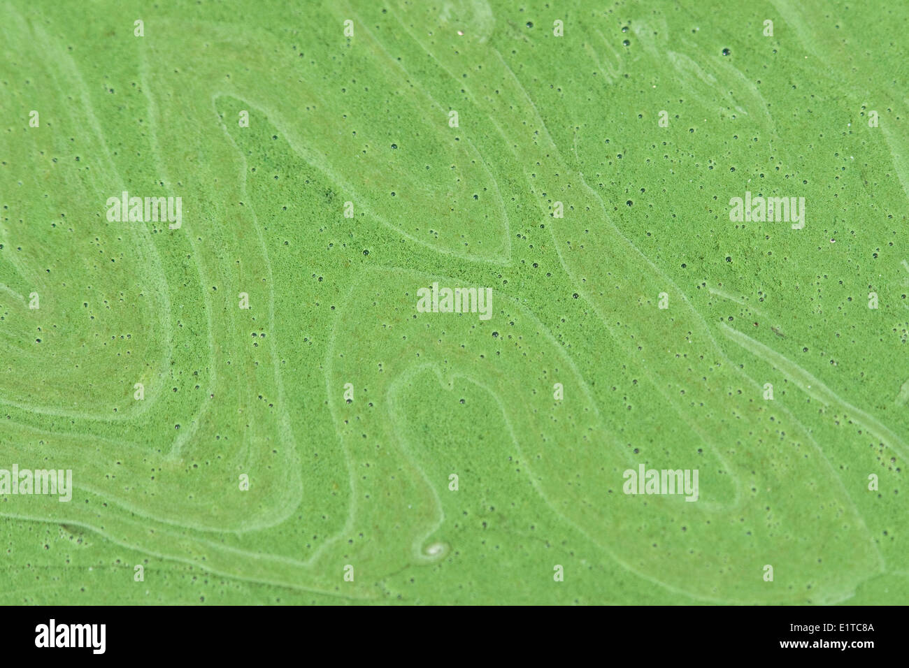 Cyanophyta bacteria hi-res stock photography and images - Alamy