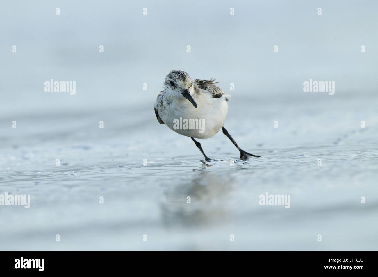 Standing Against The Wind