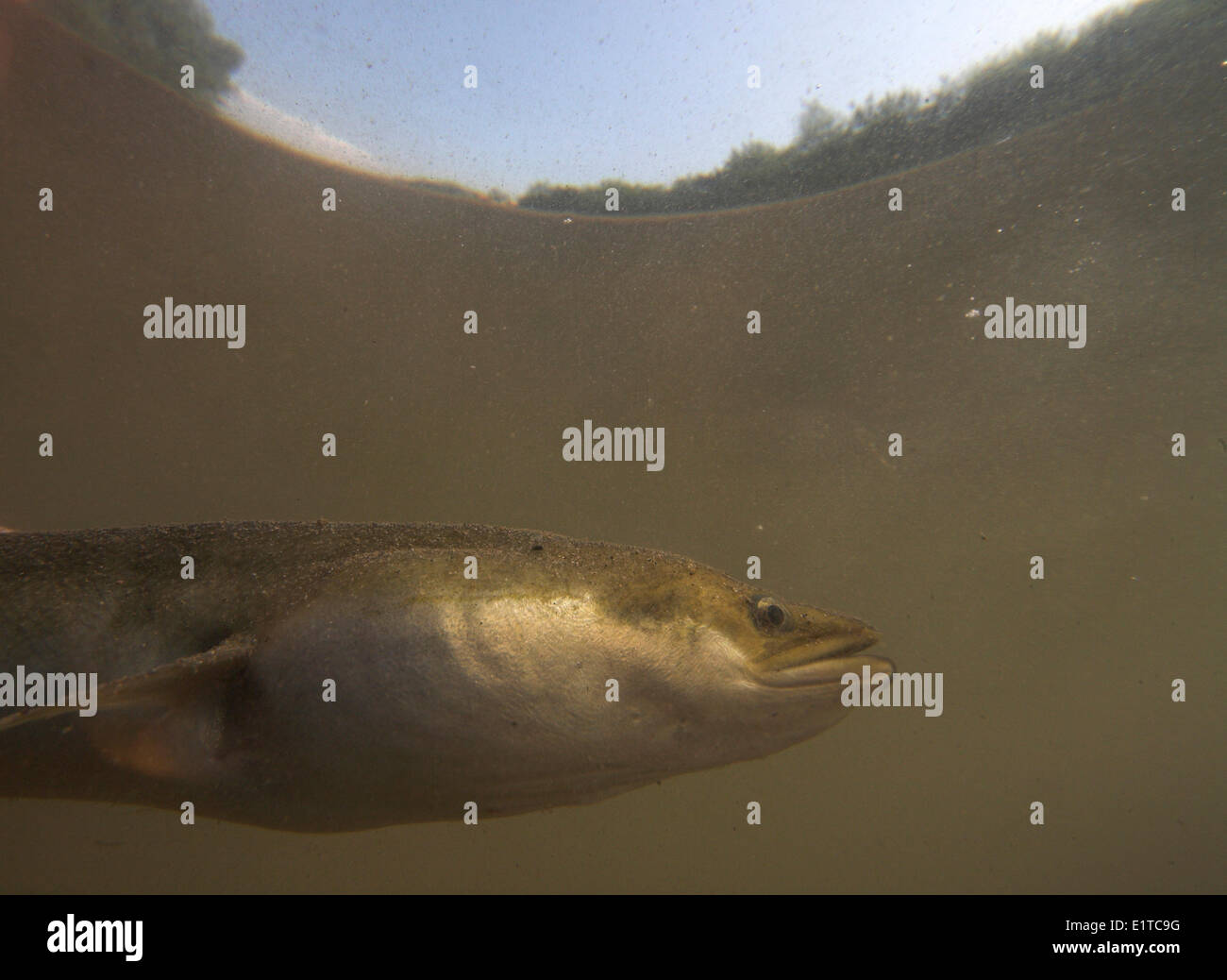 Under water close up of an eal Stock Photo - Alamy
