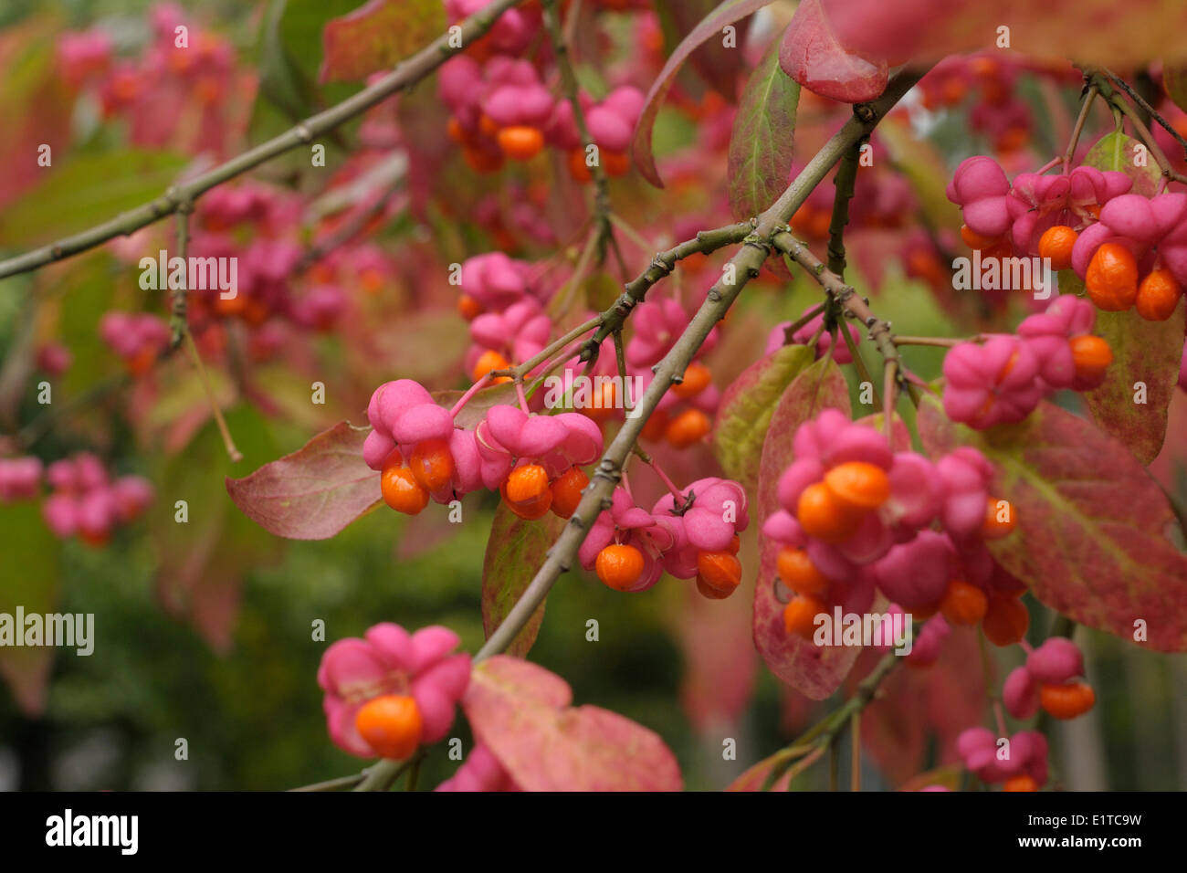 Orange seeds spindle tree hi-res stock photography and images - Alamy