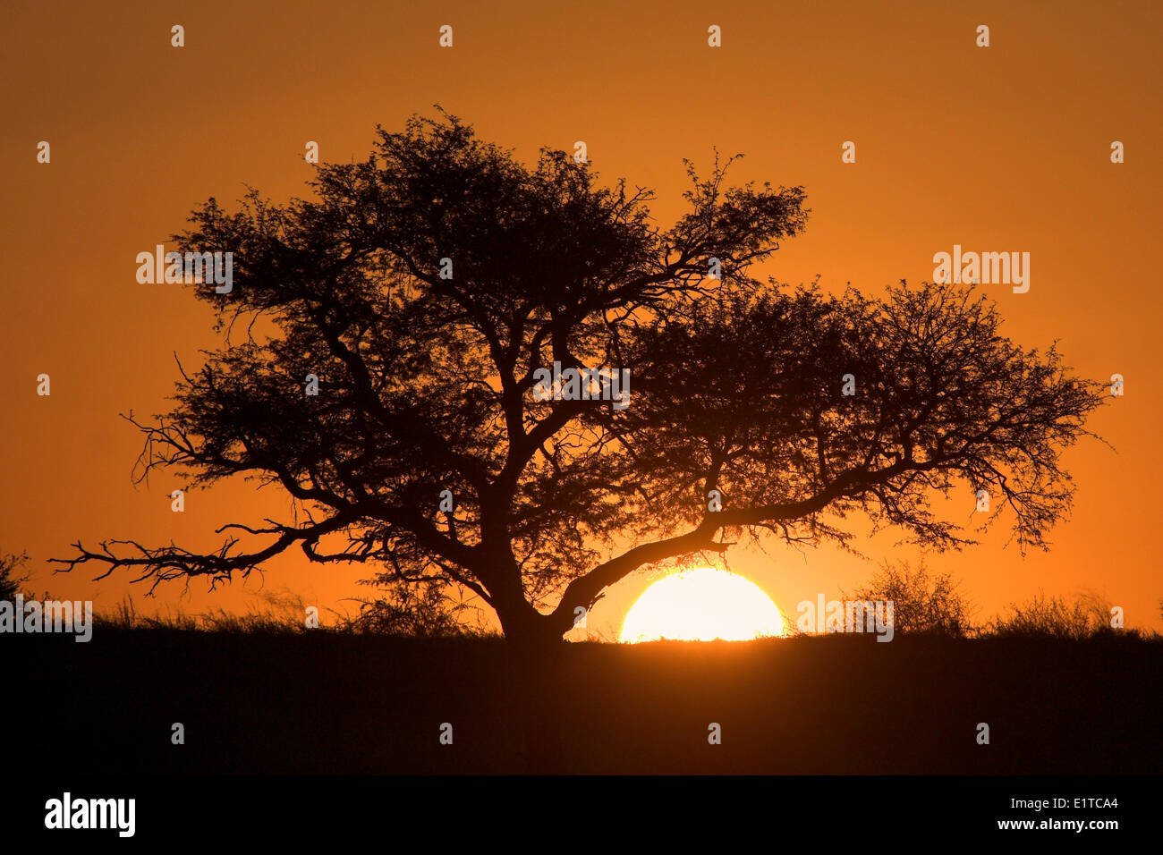 Kalahari desert sunset hi-res stock photography and images - Alamy
