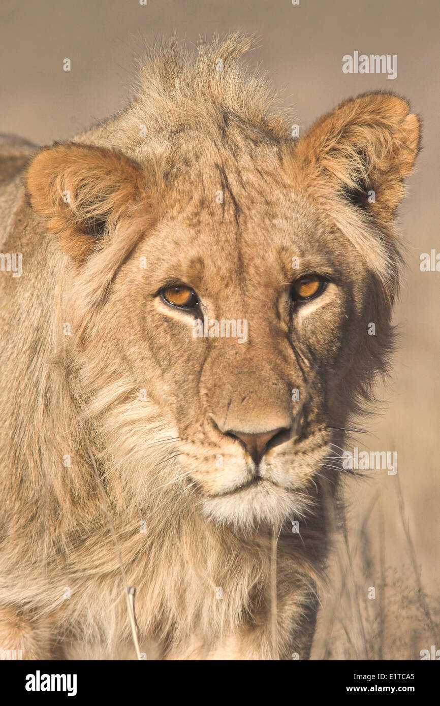 photo of a young male lion in yellow grass Stock Photo - Alamy