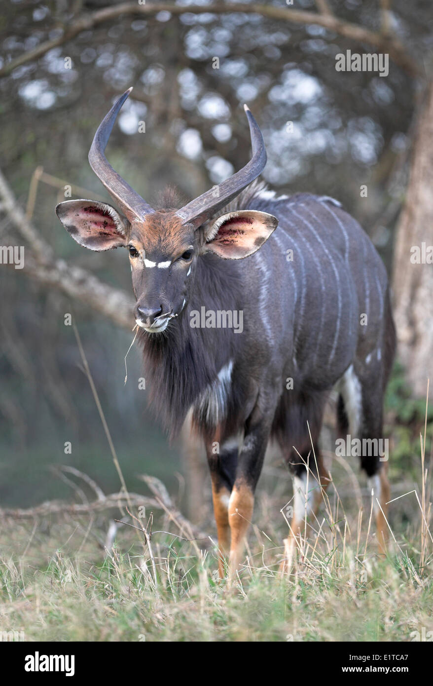 vertical photo of a male nyala buck Stock Photo - Alamy