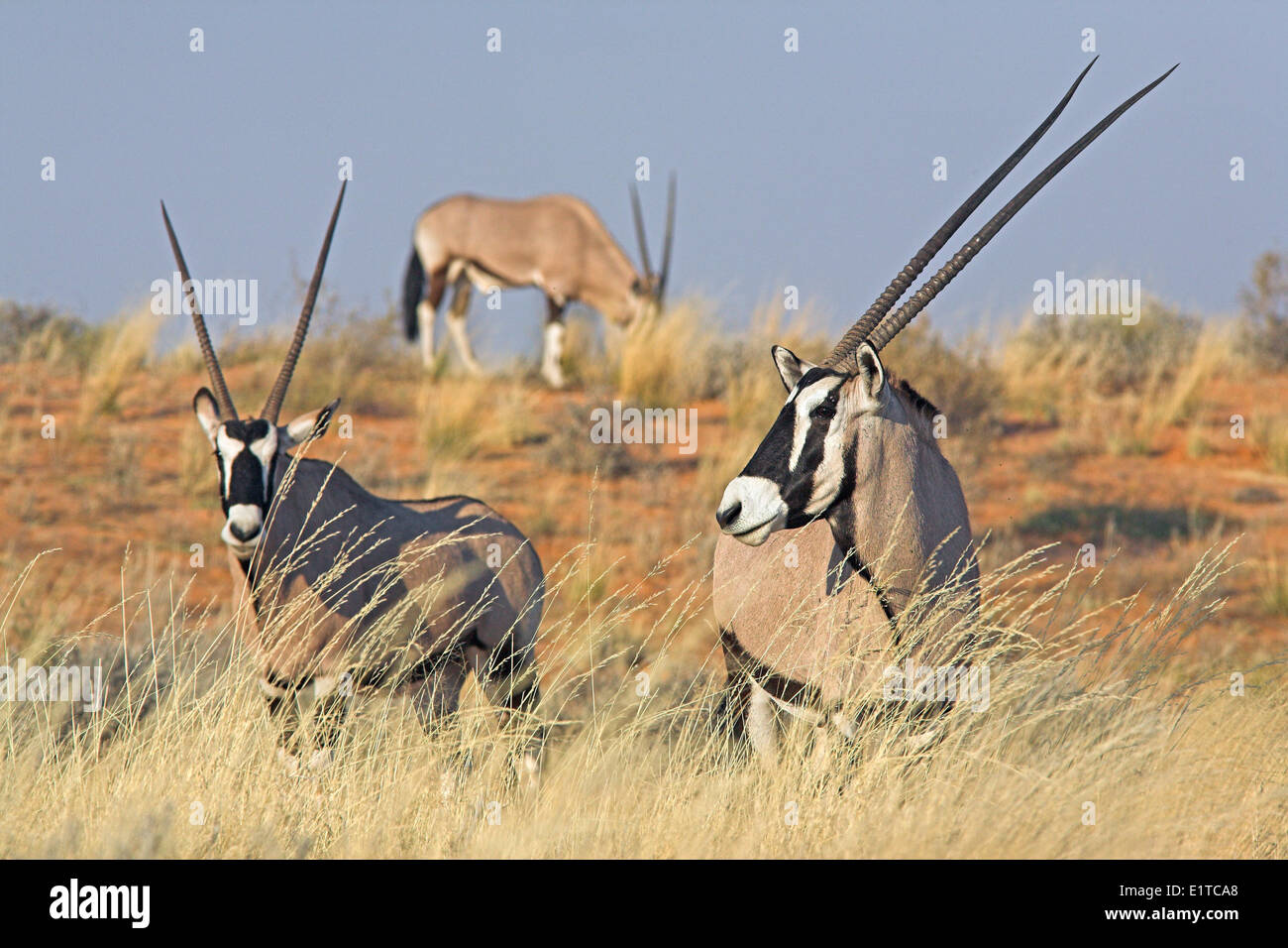 photo of two gemsboks with a third gemsbok in the background Stock ...