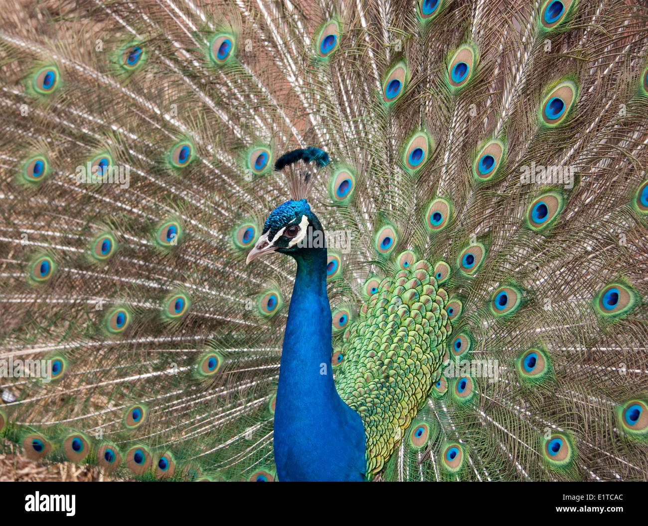 Peacock displays hi-res stock photography and images - Alamy