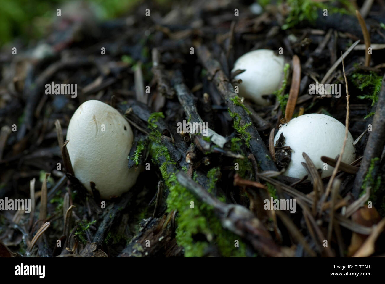 Red dog stinkhorn (mutinus ravenelii) hi-res stock photography and ...