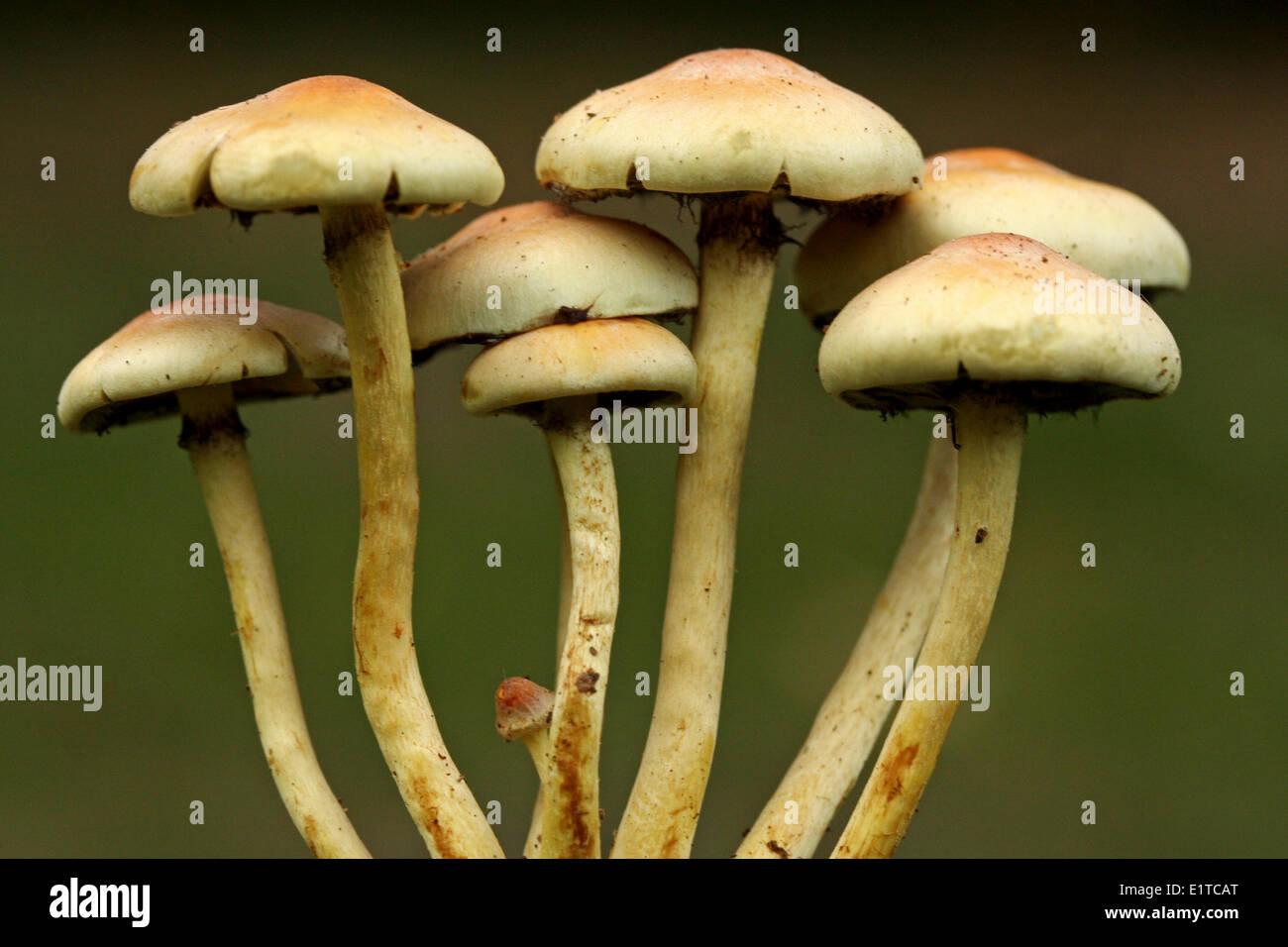 Sulphur tuft hi-res stock photography and images - Alamy