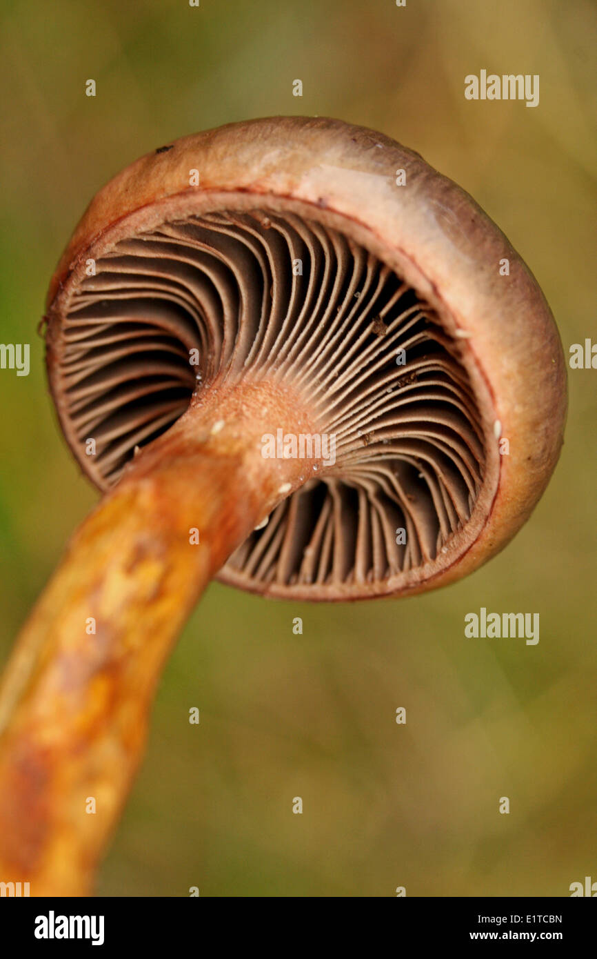 Stipe detail hi-res stock photography and images - Alamy