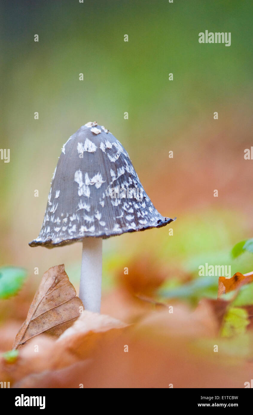 Magpie Ink Cap Stock Photo - Alamy