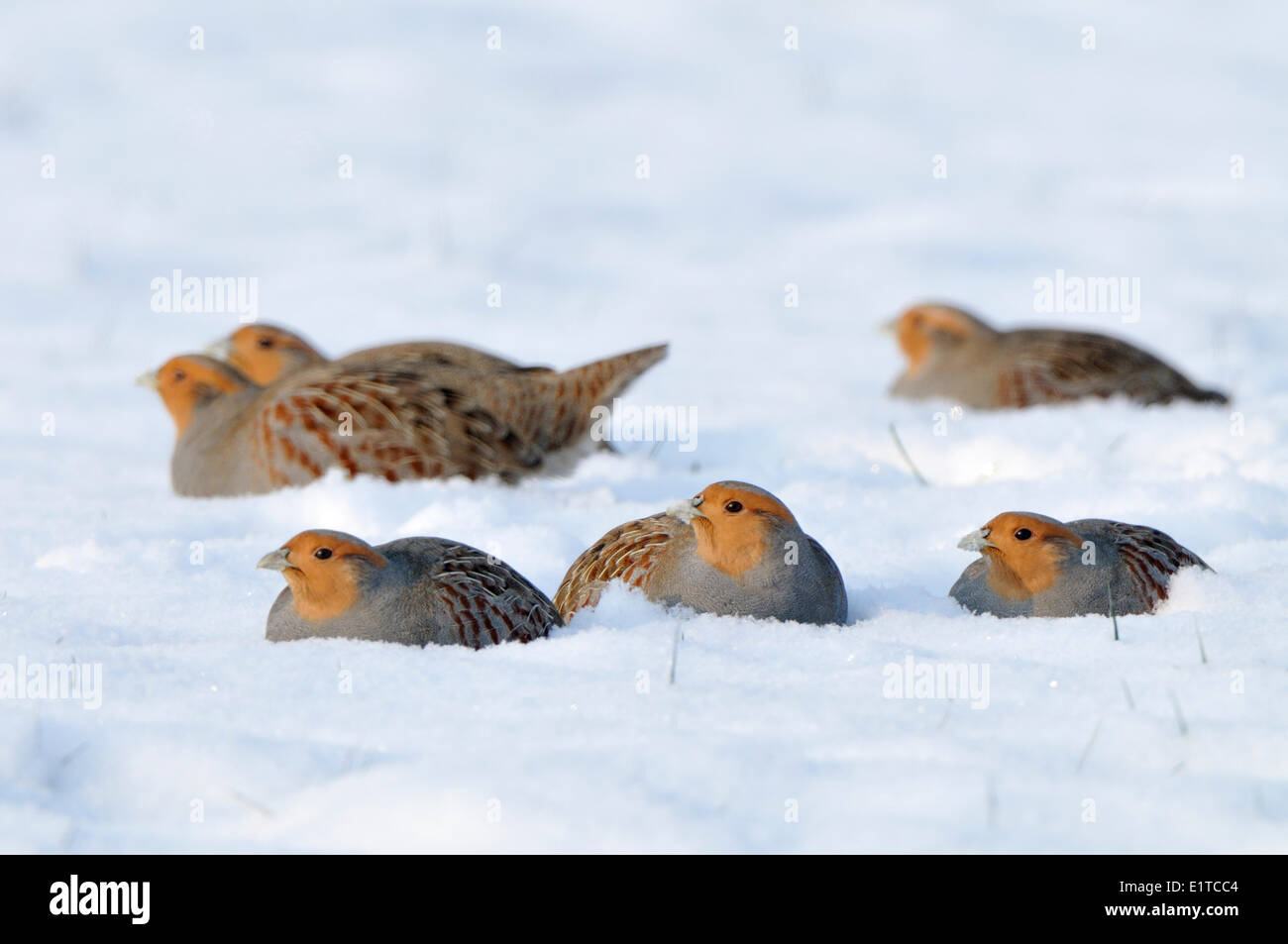 Group of grey partridges partridge hi-res stock photography and images ...