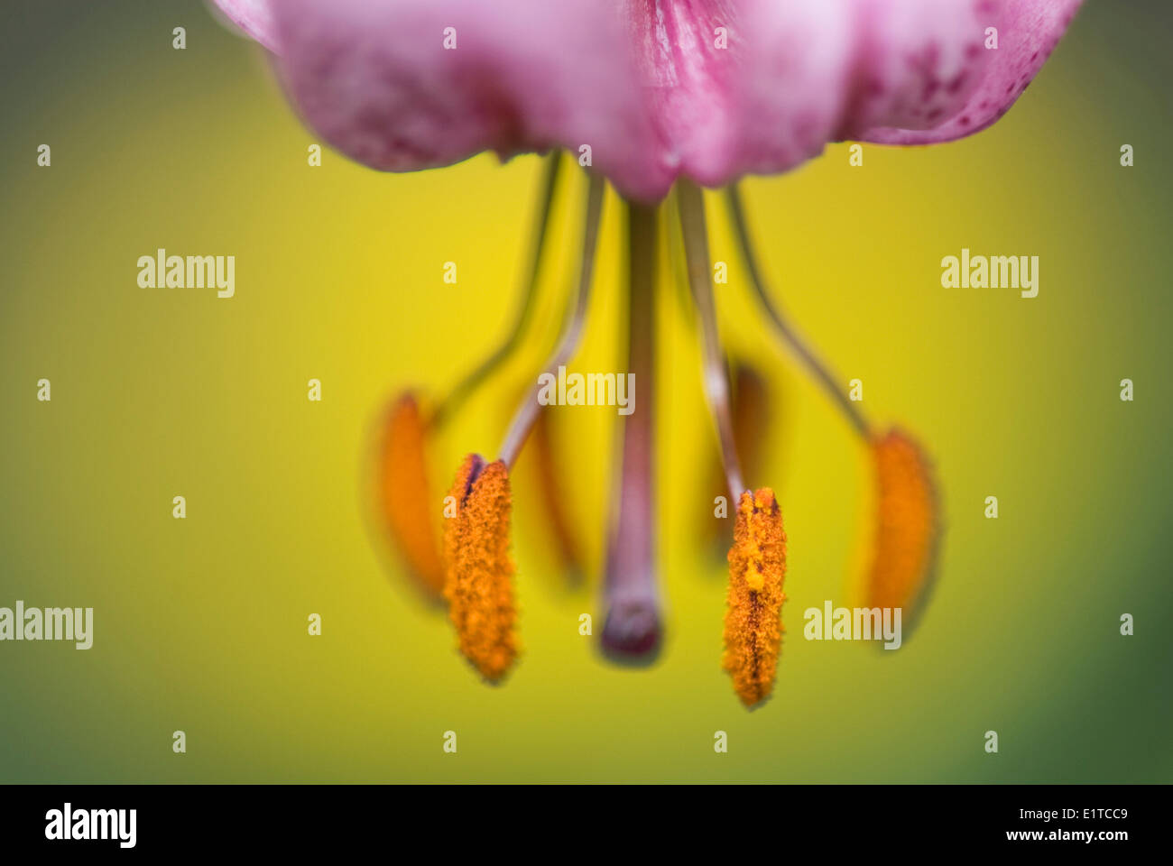 turk's cap lily Stock Photo - Alamy