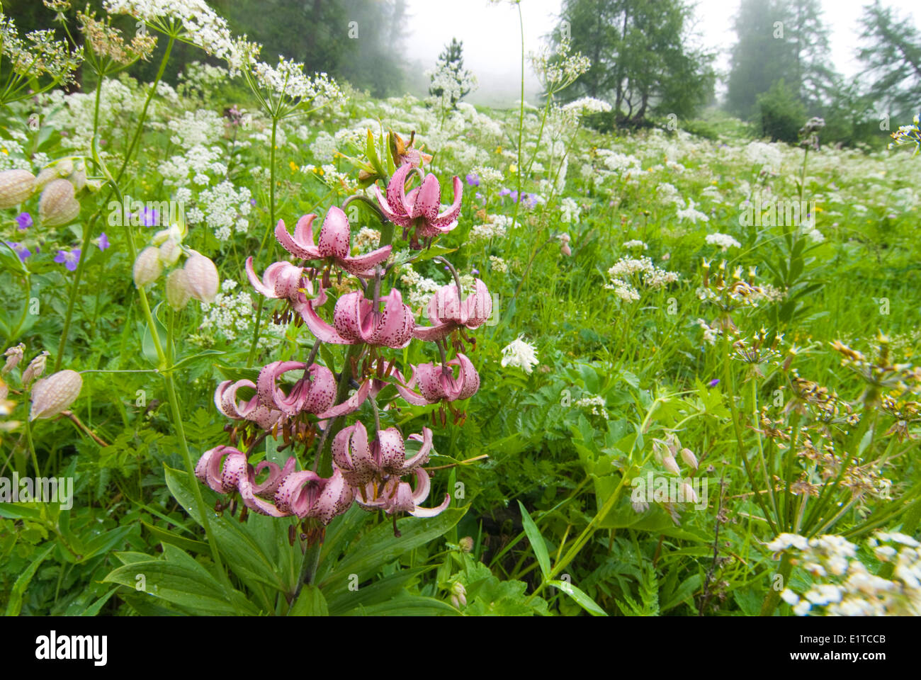 Stelvio nature park in the ortler alps hi-res stock photography and ...