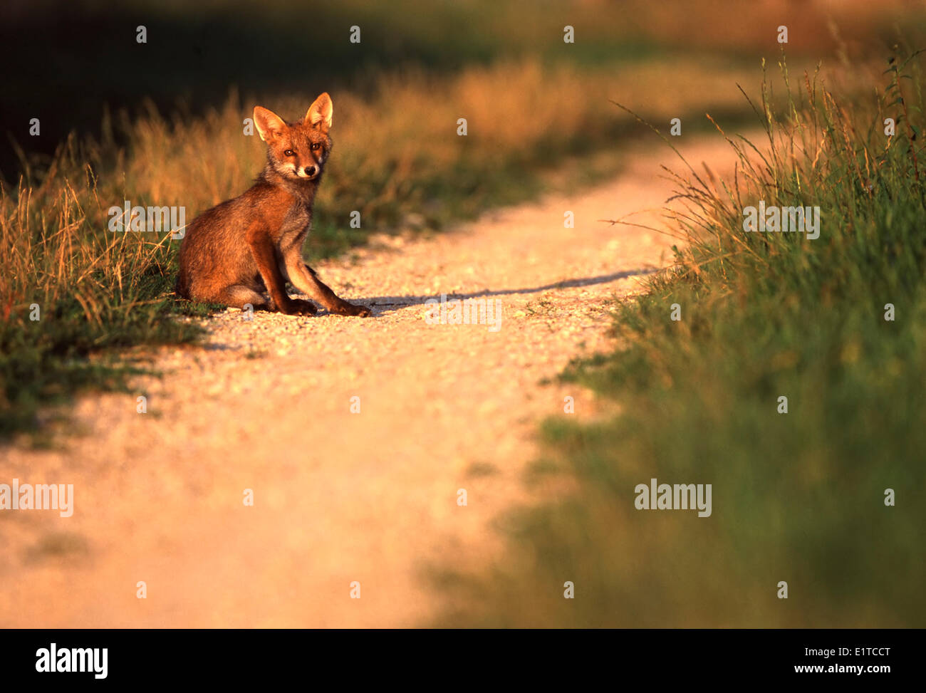 Red fox sitting on a path Stock Photo - Alamy