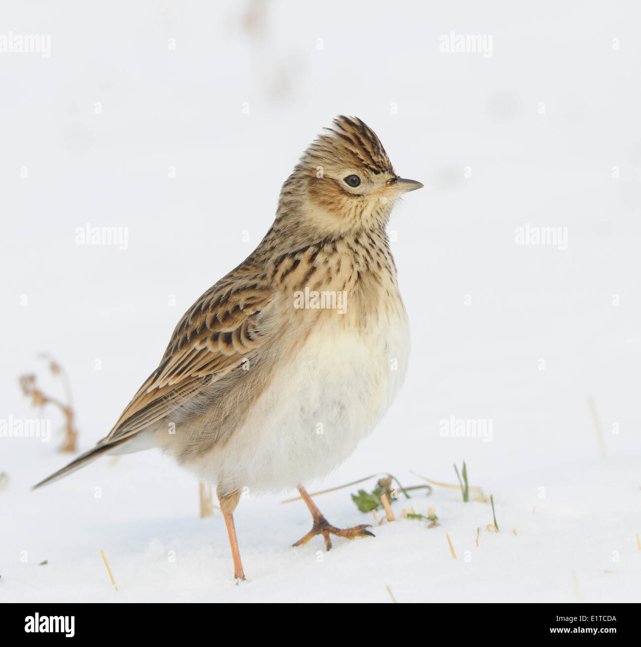 Skylark perched in the snow in an alert pose Stock Photo - Alamy