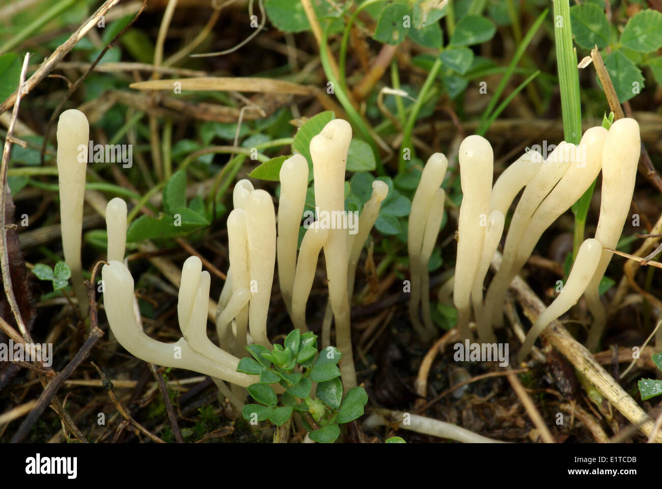 Clavaria falcata hi-res stock photography and images - Alamy