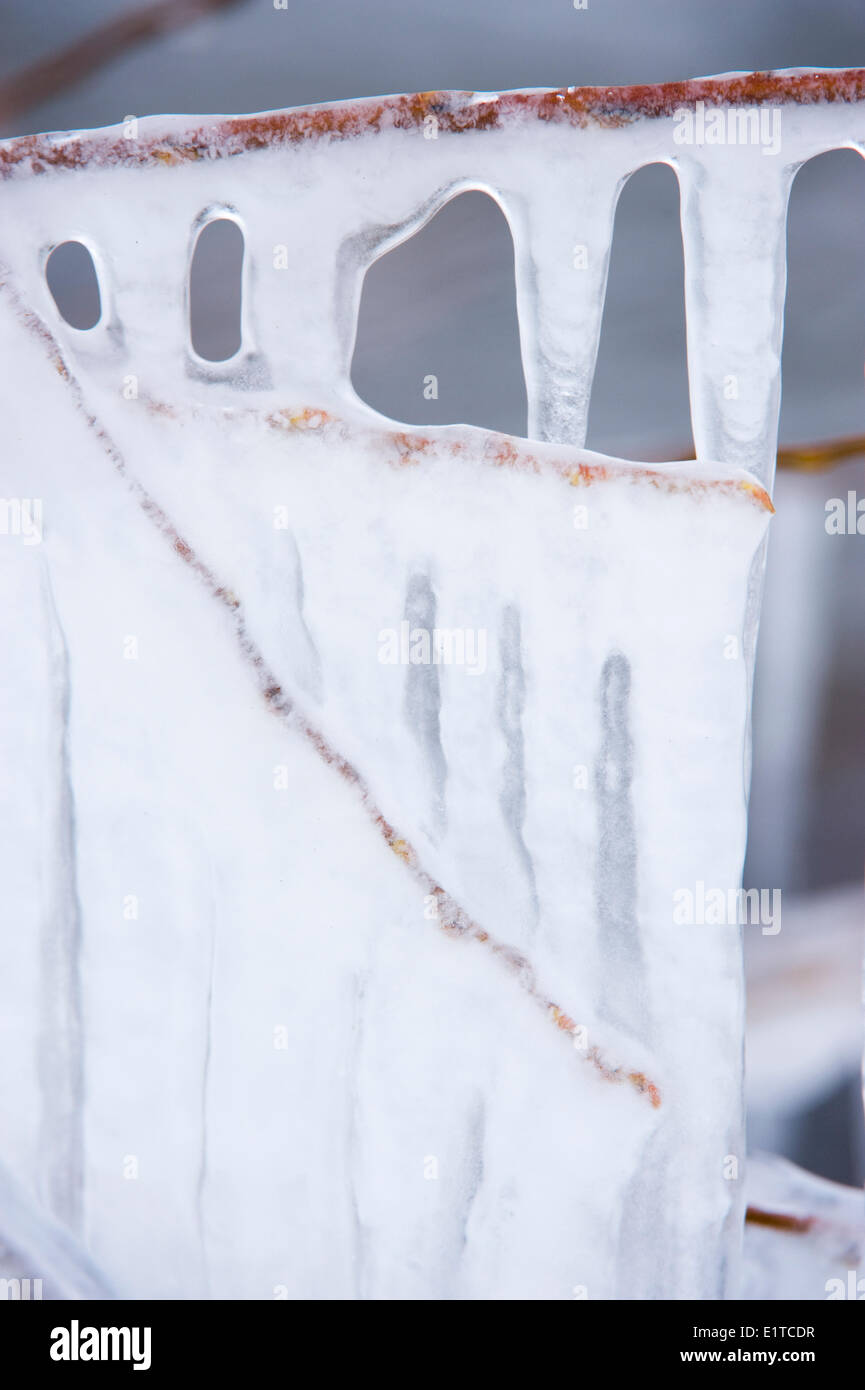 willow twigs covered in ice Stock Photo - Alamy