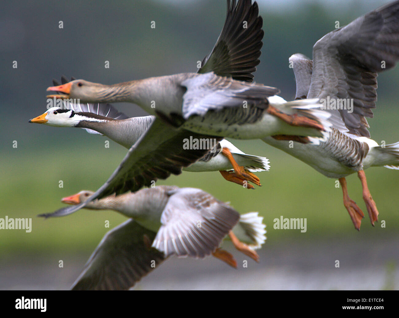 Bar headed geese in flight hi-res stock photography and images - Alamy