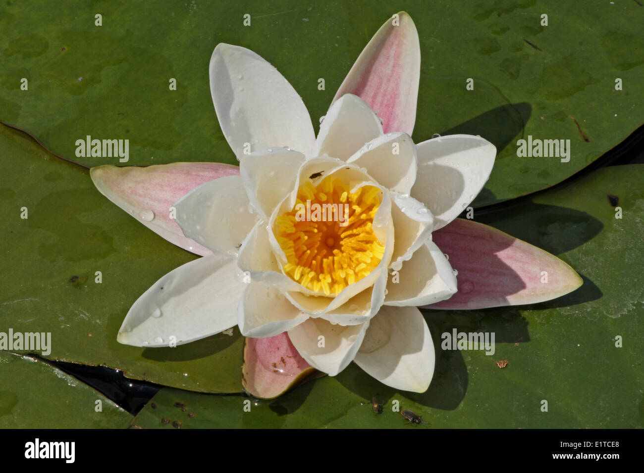 Upper leaves hi-res stock photography and images - Alamy