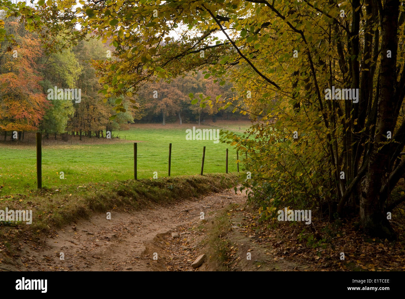 Vijlenerbos forest hi-res stock photography and images - Alamy