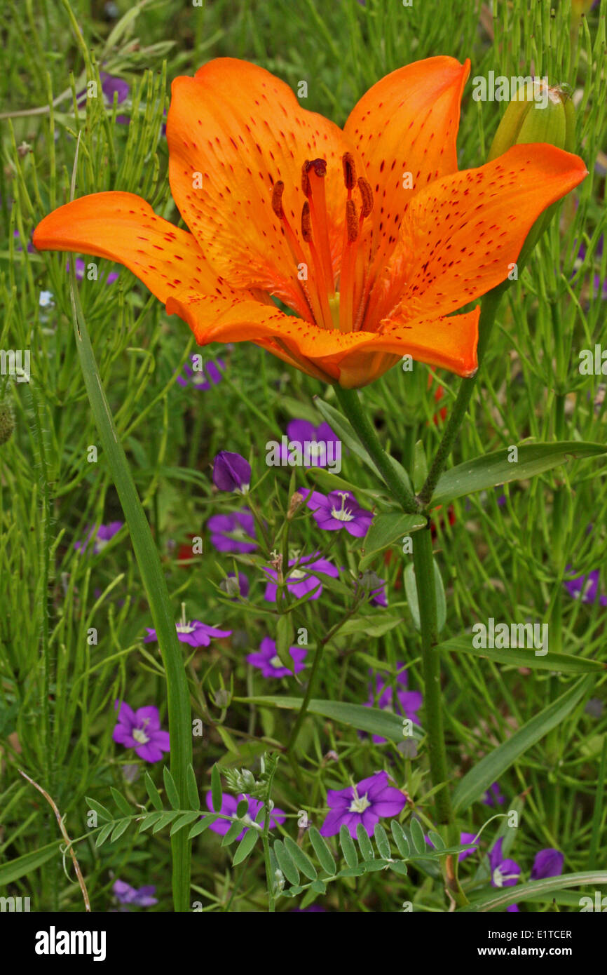 Lily field hi-res stock photography and images - Alamy