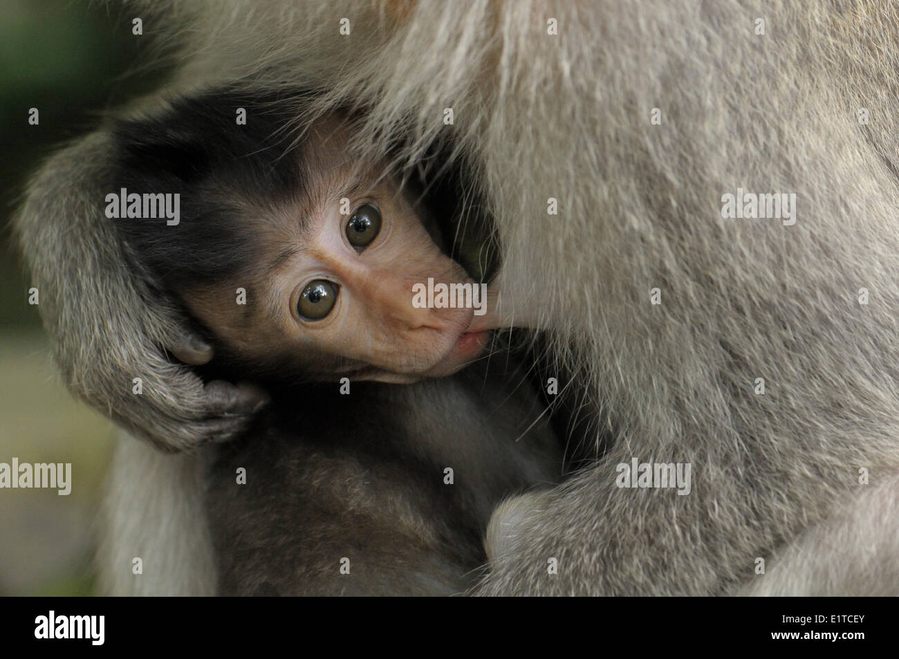 sucking young long-tailed macaque Stock Photo - Alamy
